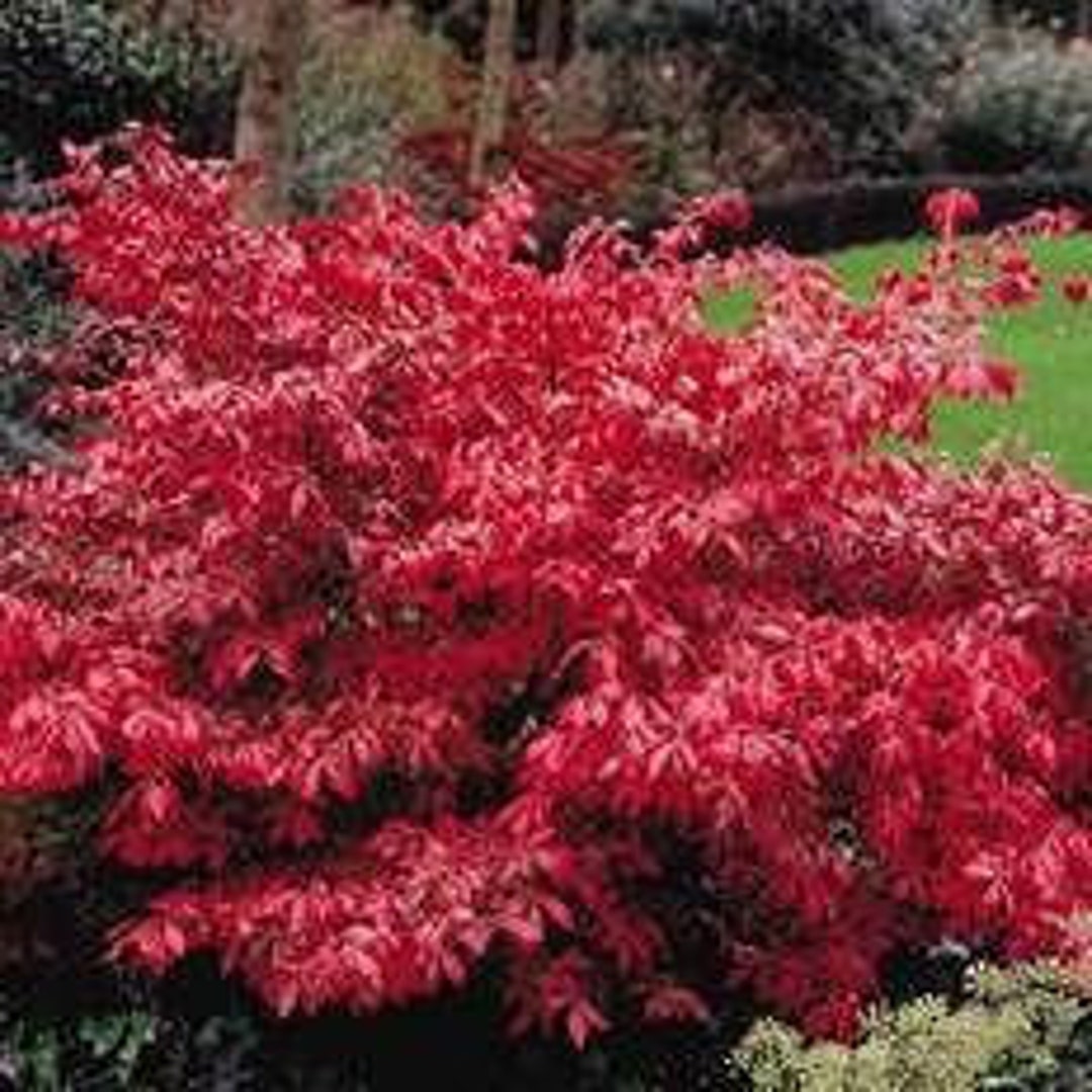 Dwarf Burning Bush, Euonymus Alatus 'compactus', 1 Gallon Potted Plant ...