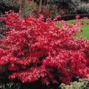 Dwarf Burning Bush, Euonymus Alatus 'compactus', 1 Gallon Potted Plant ...