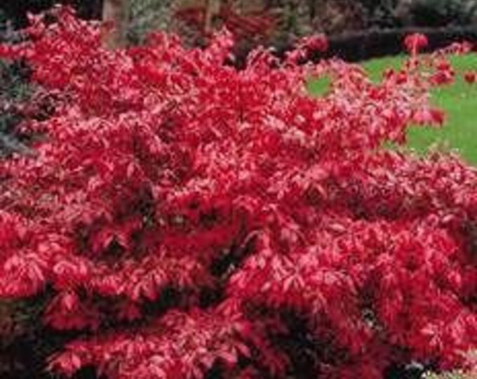Dwarf Burning Bush, Euonymus Alatus 'compactus', 1 Gallon Potted Plant ...