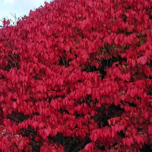 Dwarf Burning Bush, Euonymus Alatus 'compactus', 1 Gallon Potted Plant ...