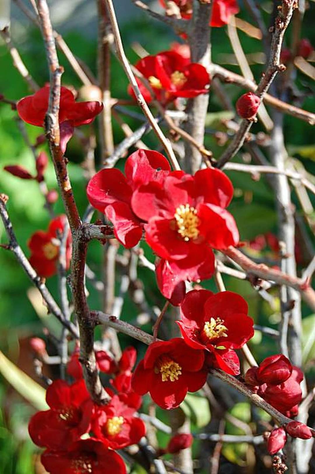 Texas Scarlet Flowering Quince, 2 Potted Plants in 3.5 Inch Pots ...