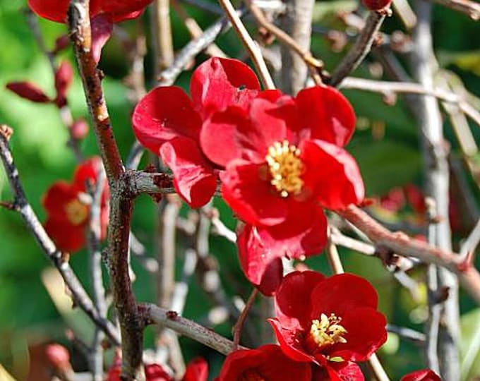 Chaenomeles Speciosa spitfire Flowering Quince Flowering Shrubs/plants ...