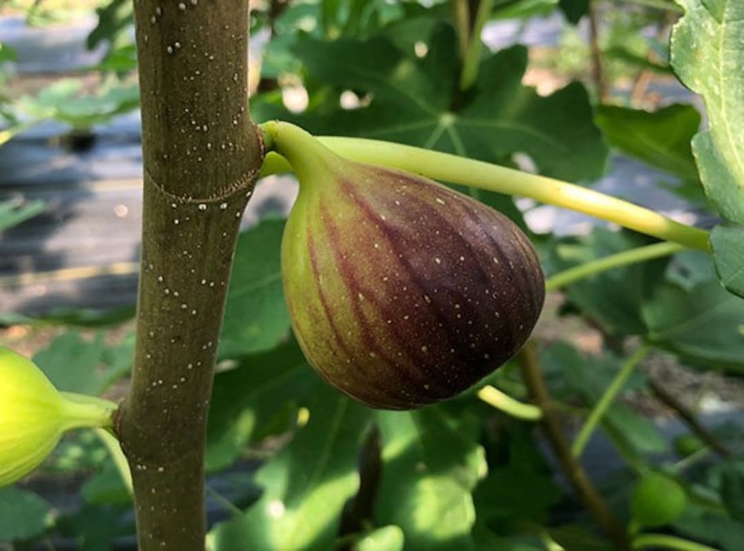 Brown Turkey Fig, 1 Potted Fig in 4 Inch Pot, Self-fertile, Edible - Etsy