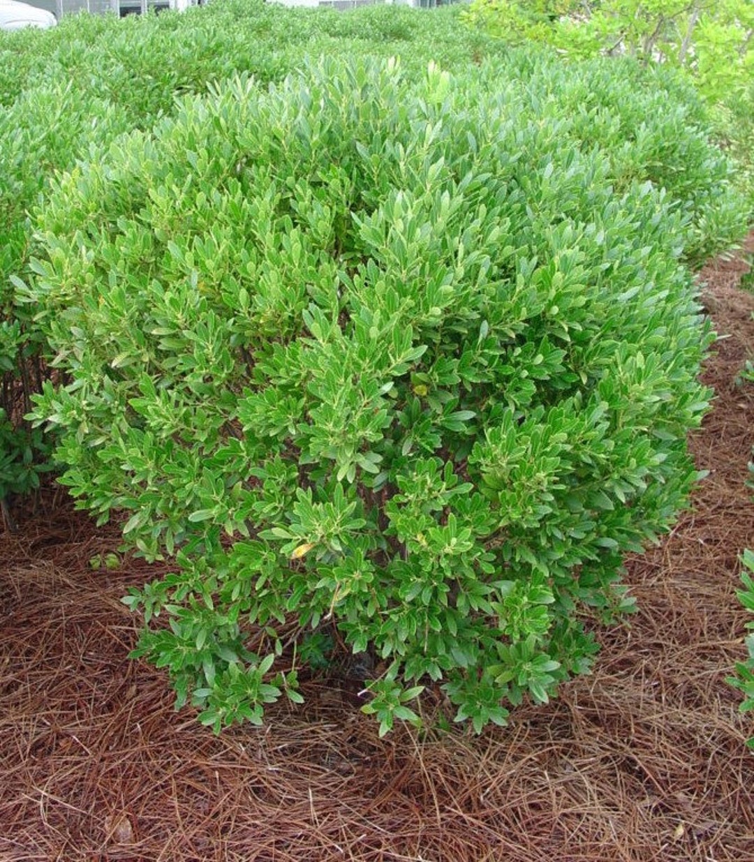 Inkberry Holly, Soft Holly, 3 Plants in 3.5 Inch Pot, Ilex Glabra ...