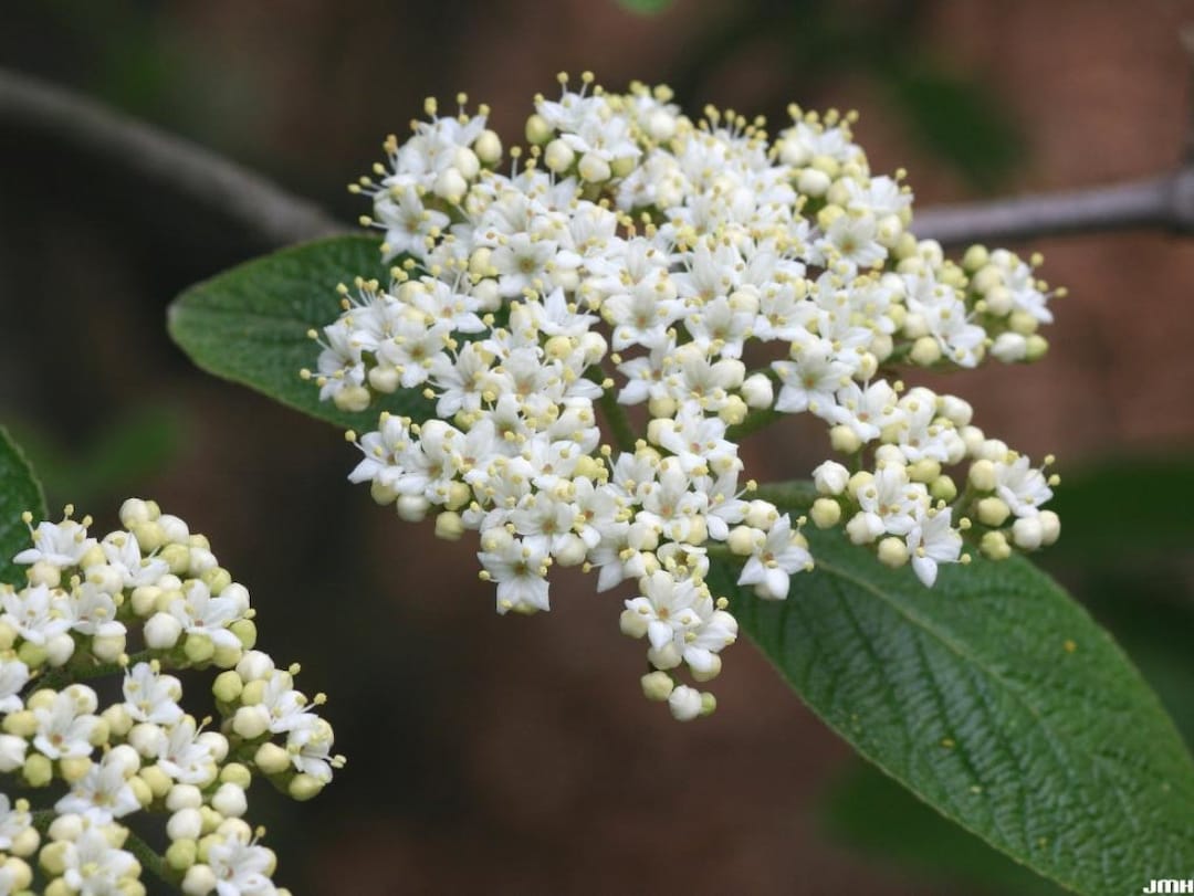 The Allegheny Viburnum, Leatherleaf Viburnum, Viburnum ...