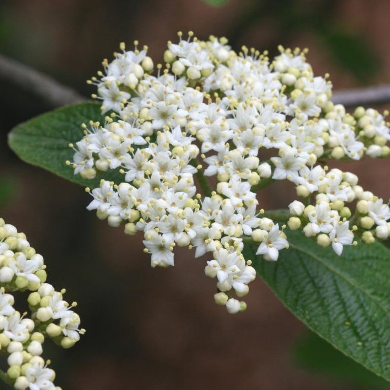 Viburnum - Etsy