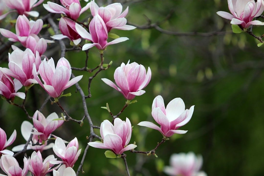Saucer Magnolia Tree, Potted Plant, Pink White Purple Flowers, Large ...