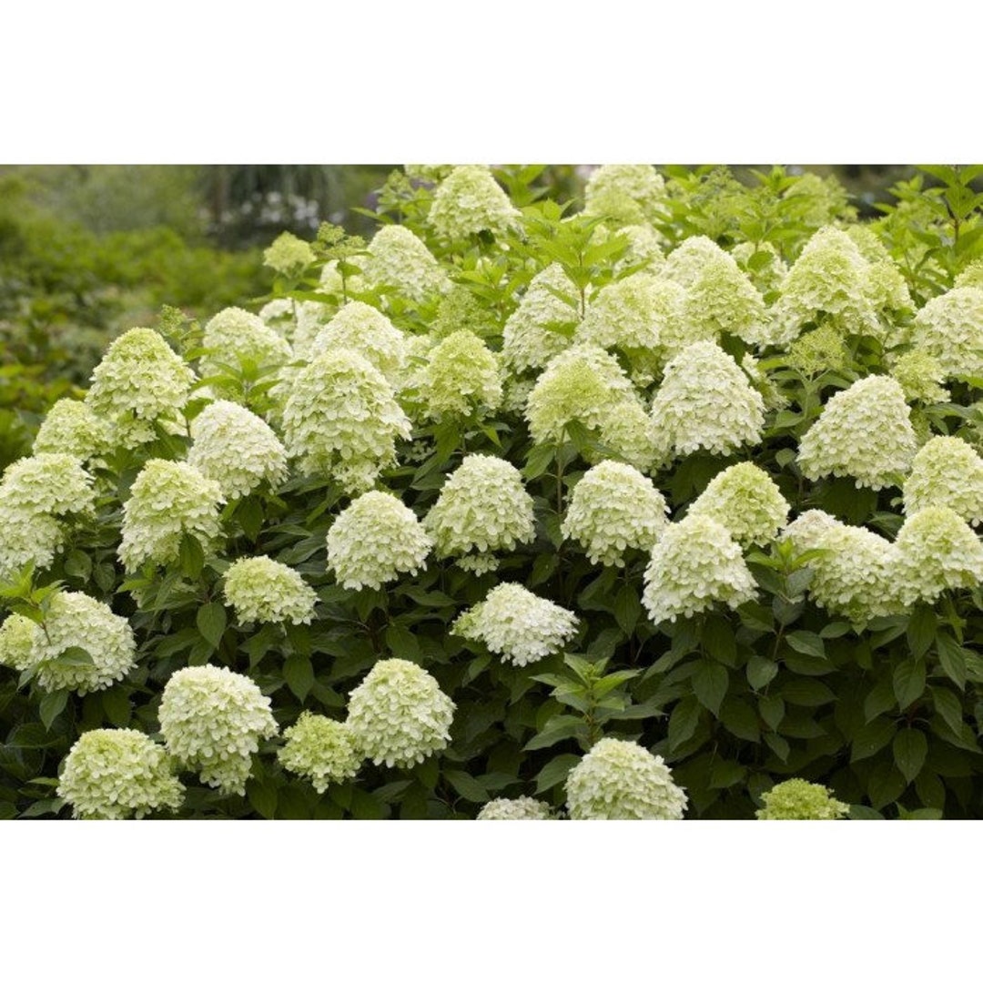 Limelight Hydrangea Panicle Shrub, Cream to Pink Flowers, 3.5 Inch Pot ...