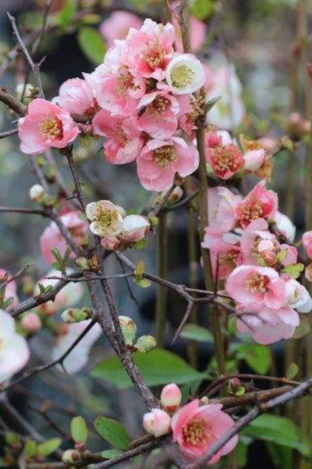 Toyo Nishiki Flowering Quince, 2 Potted Plants in 3.5 Inch Pots ...