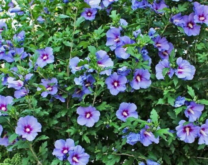 Red Rose of Sharon Althea Quart Pot - Etsy