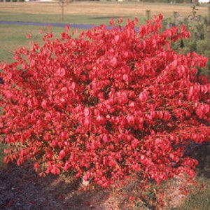 Dwarf Burning Bush, Euonymus Alatus 'compactus', 1 Gallon Potted Plant ...