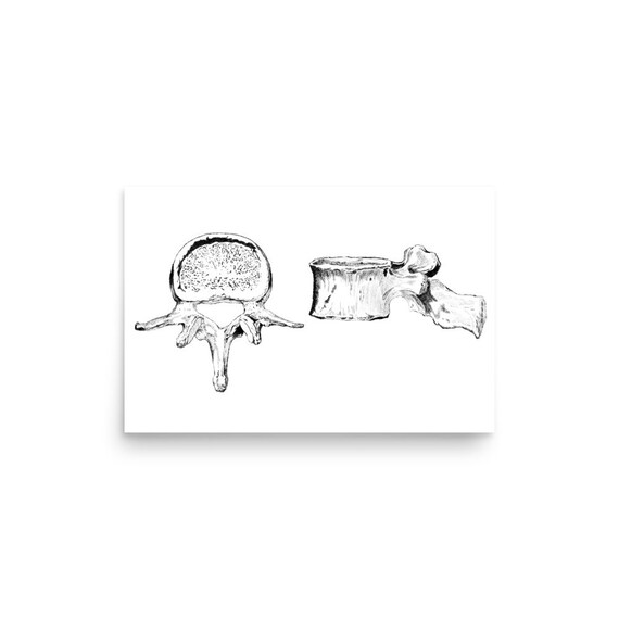 Lumbar Vertebrae Art Neuroscience Science Art Office Wall Art | Etsy