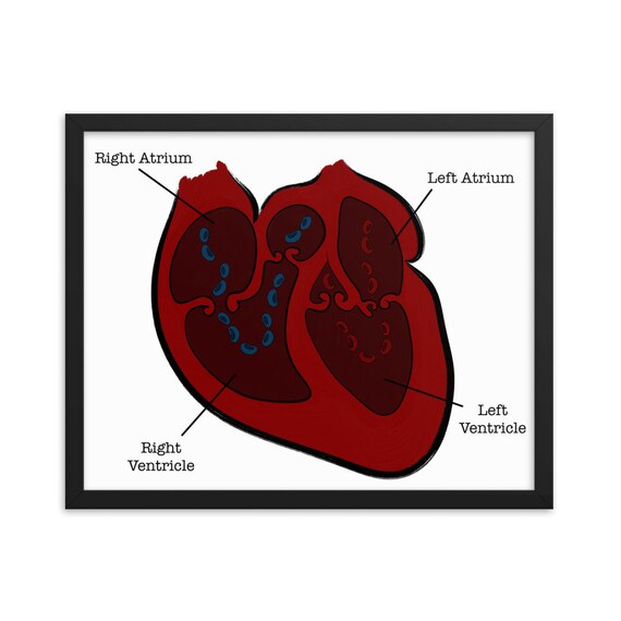 Human Heart Anatomy Digital Art Gift for Medical Student | Etsy