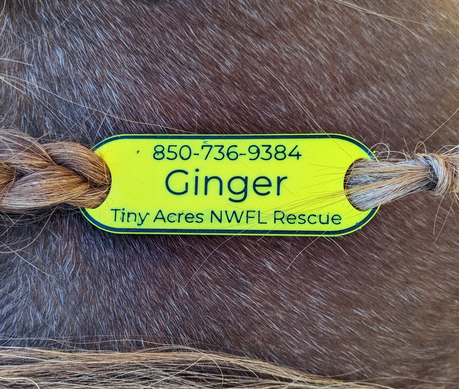 Horse Emergency Information Tag - ICE Information Designed for ...