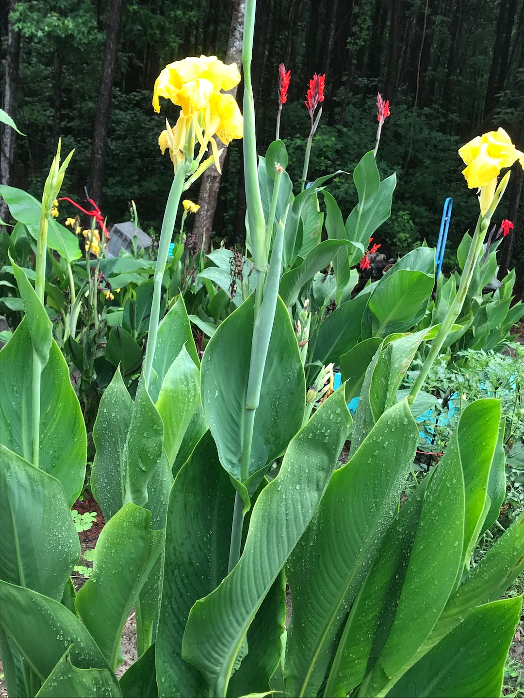 3 Count Yellow Canna Lily Bulbs/rhizomes - Etsy