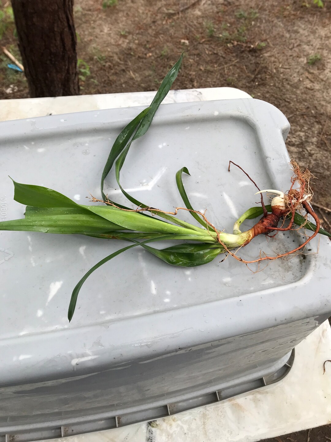 Adam’s Needle Yucca Bare Root Starter Plant - Etsy