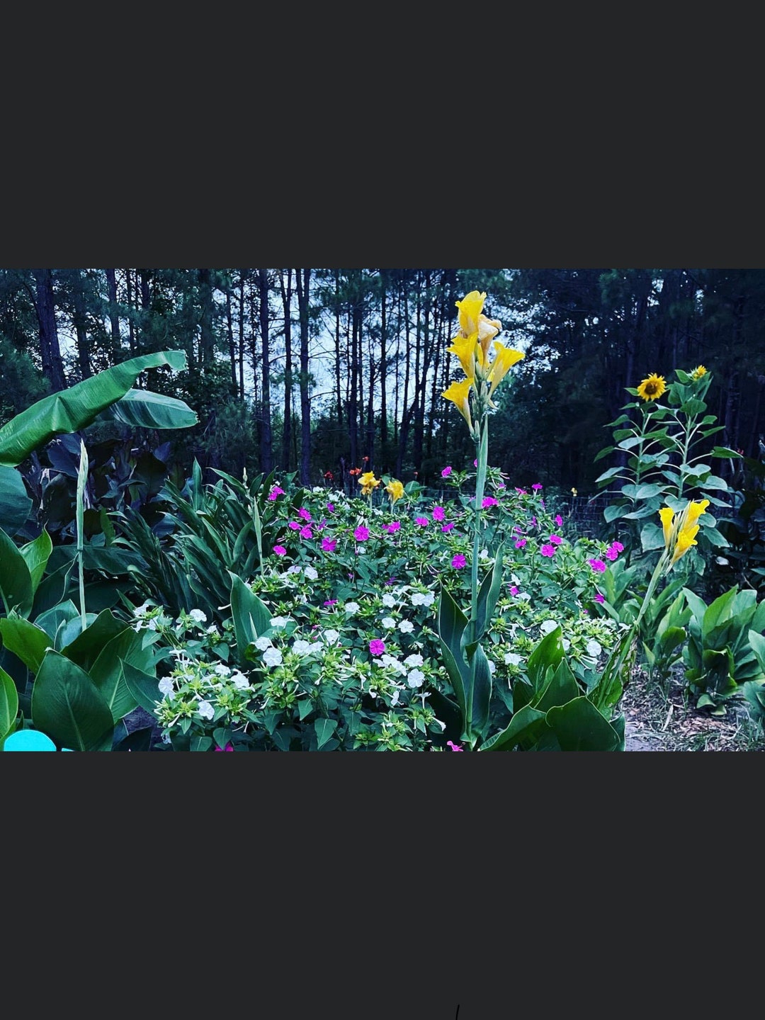 3 Bare Root 4’oclock Tubers Mirabilis Jalapa Perennial Pink and White ...