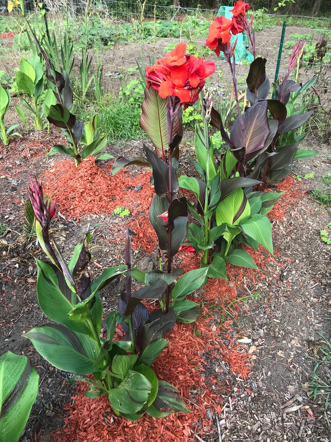 One Cleopatra Canna Lily Rhizome - Etsy