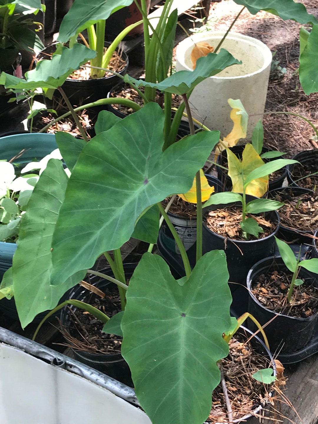 3 Fast Growing Elephant Ear Root/bulbs - Etsy