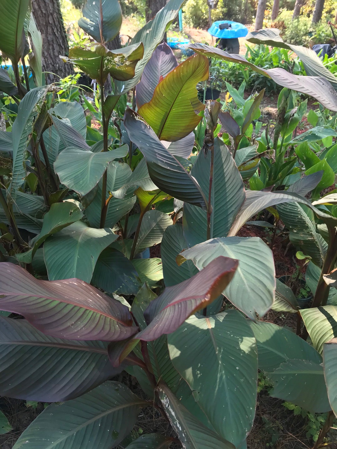 Tall Dark Red Canna Variegated Foliage Musafilia Canna - Etsy