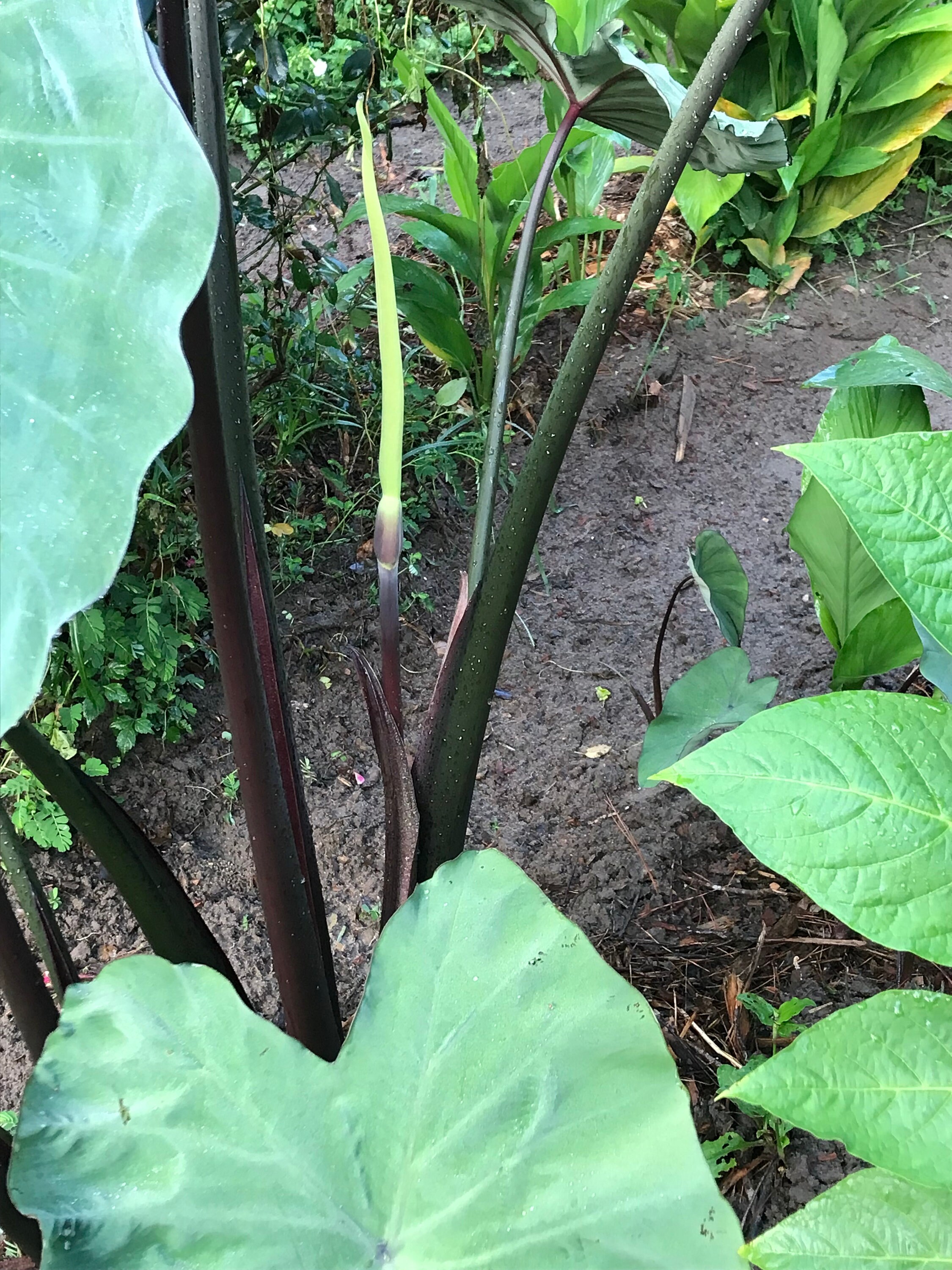 2 Fast Growing Black Running Elephant Elephant Ear Root/bulbs - Etsy