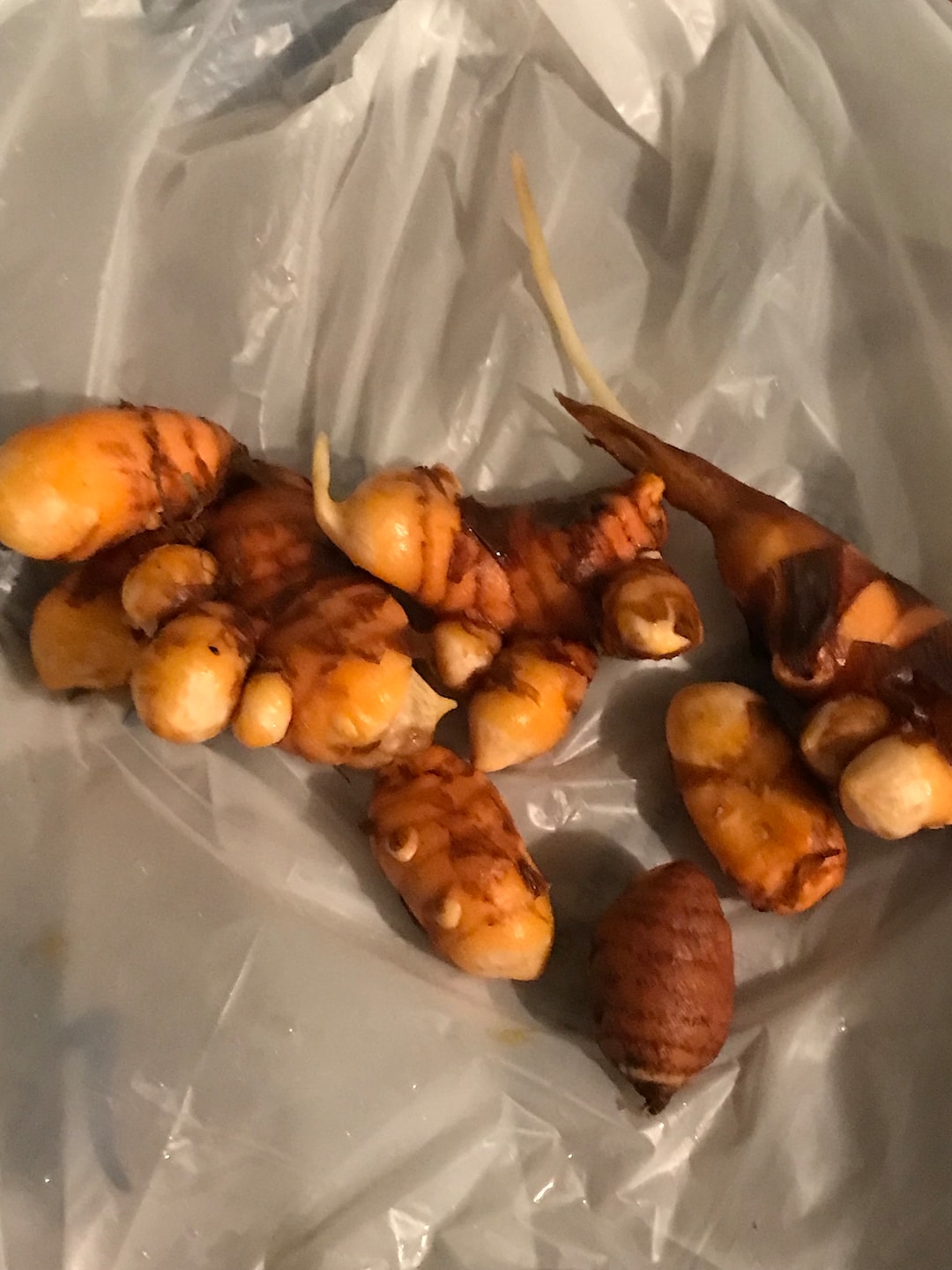 10 Freshly Dug Turmeric Roots Ready to Plant - Etsy