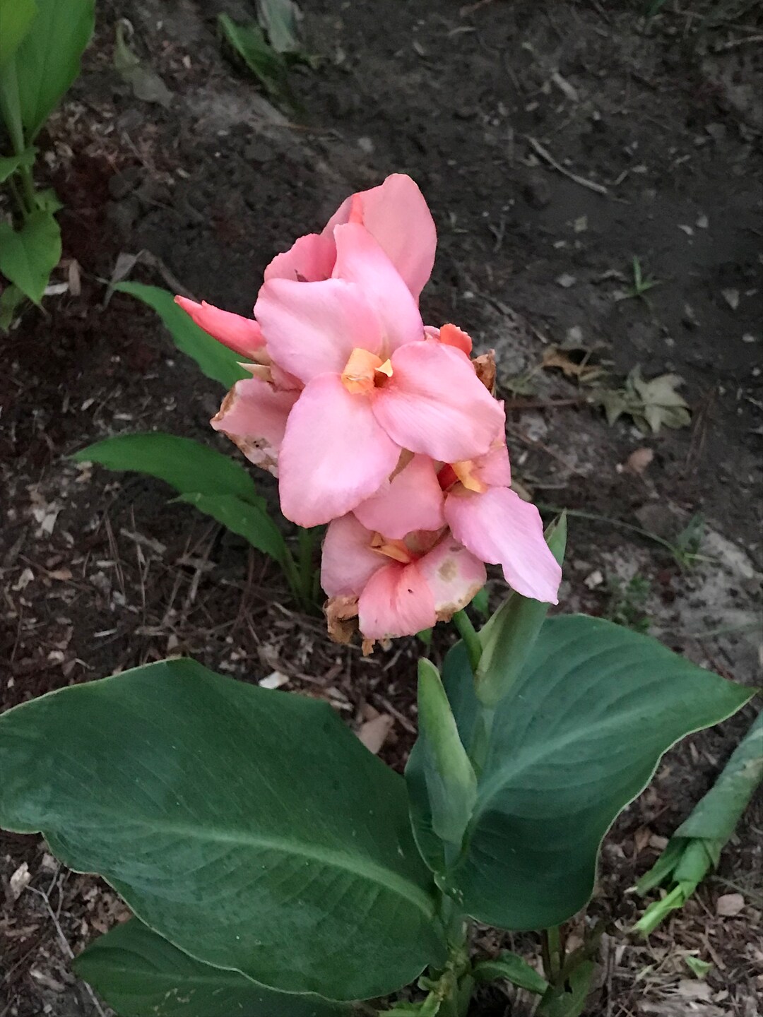 Cannova Mango/peach Canna Lily Pink in Color - Etsy