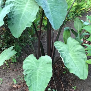 2 Fast Growing Black Running Elephant Elephant Ear Root/bulbs - Etsy