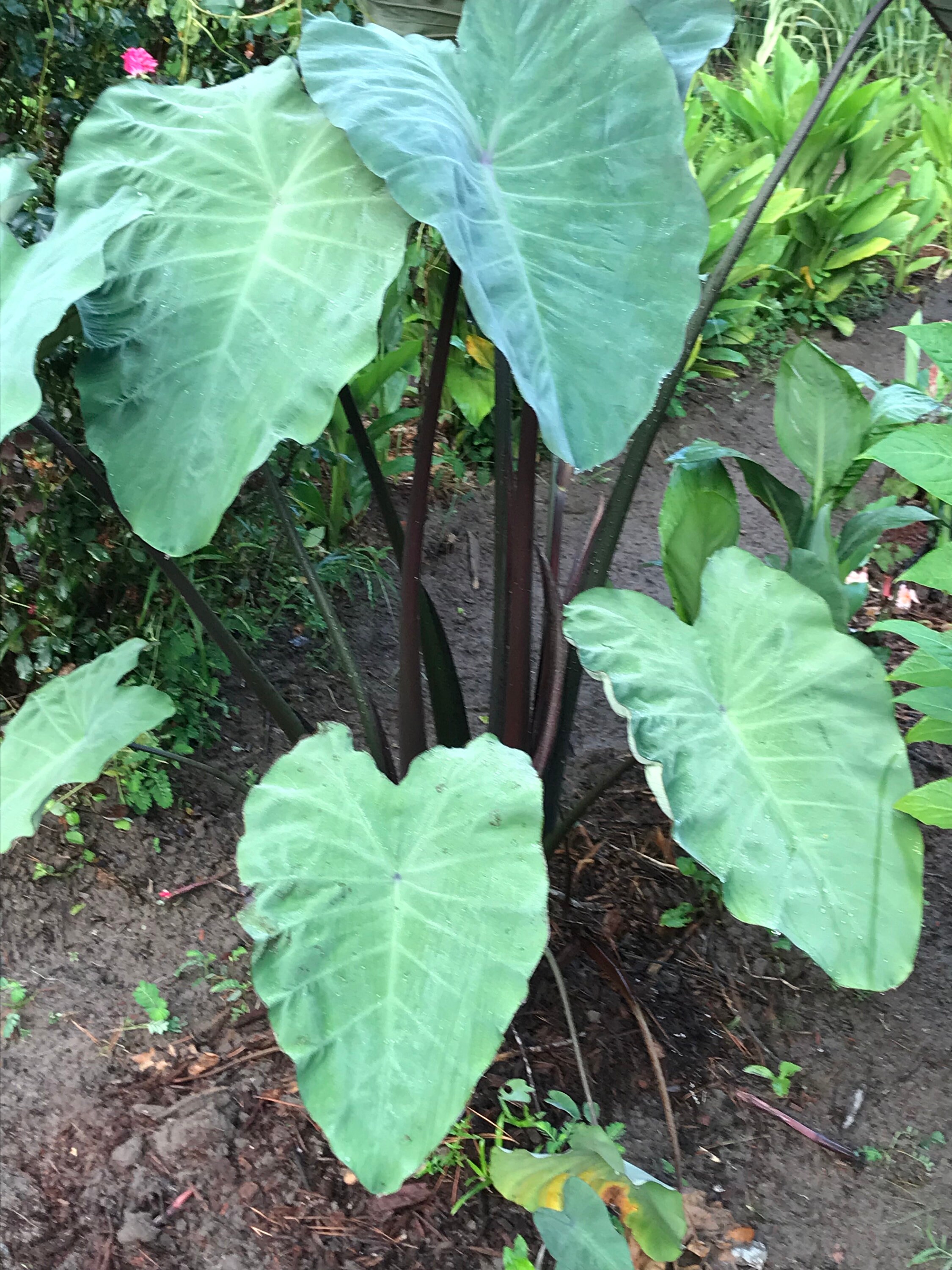 2 Fast Growing Black Running Elephant Elephant Ear Root/bulbs - Etsy