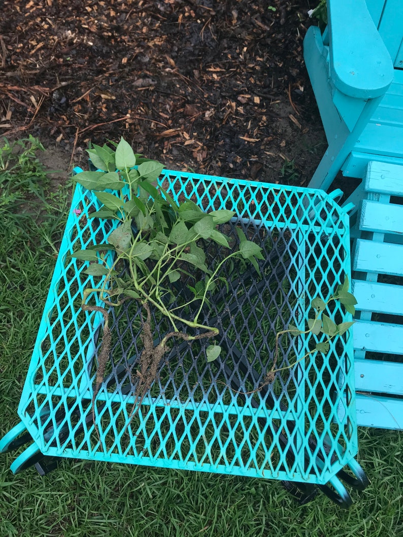3 Bare Root 4’oclock Tubers Mirabilis Jalapa Perennial Pink and White ...