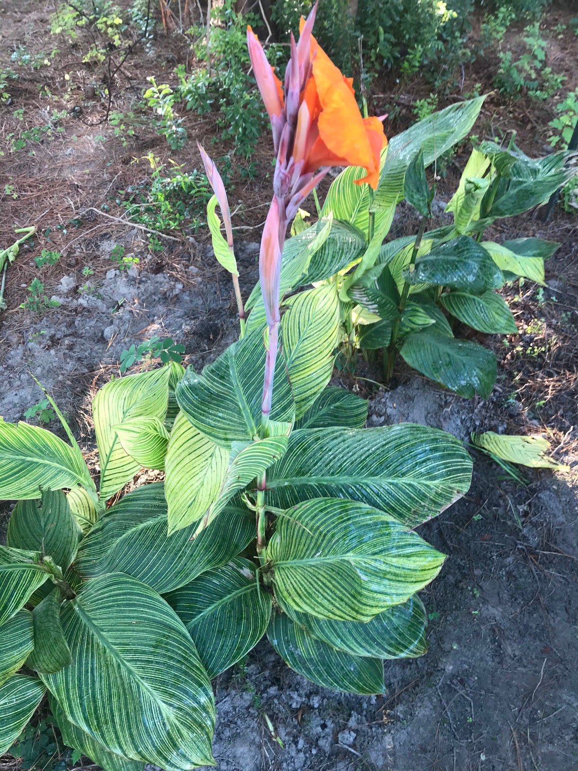 Canna Pretoria Tiger Bengal Canna - Etsy