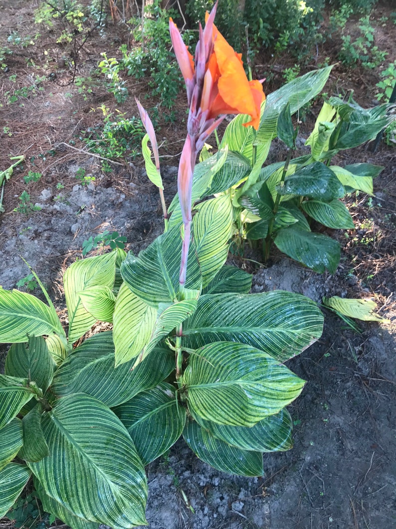 Canna Pretoria Tiger Bengal Canna - Etsy