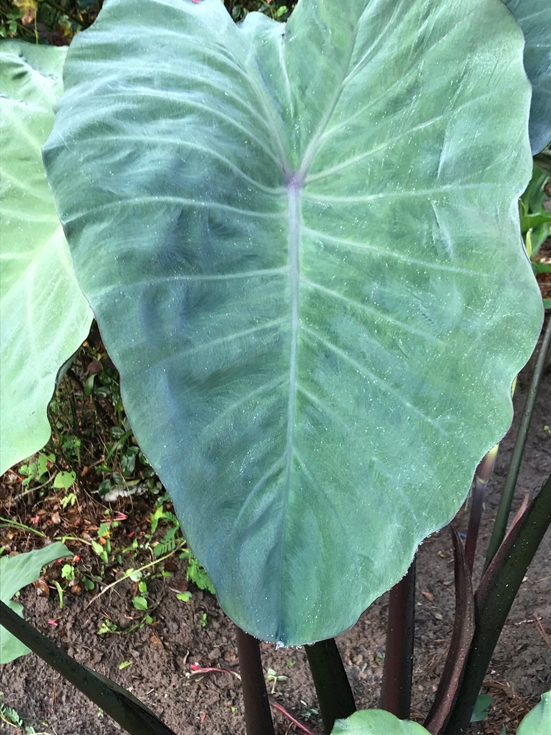 2 Fast Growing Black Running Elephant Elephant Ear Root/bulbs - Etsy