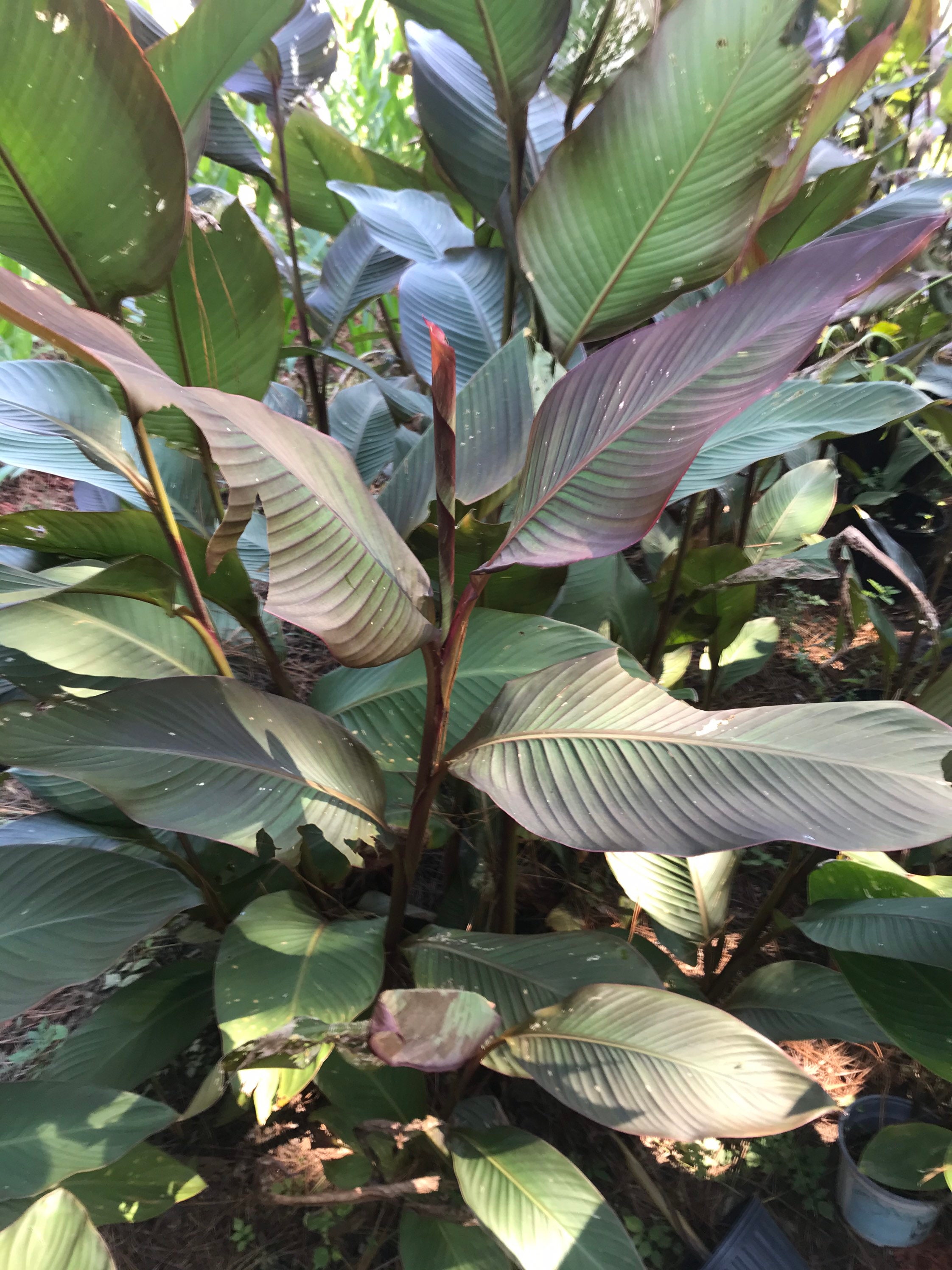 Tall Dark Red Canna Variegated Foliage Musafilia Canna - Etsy