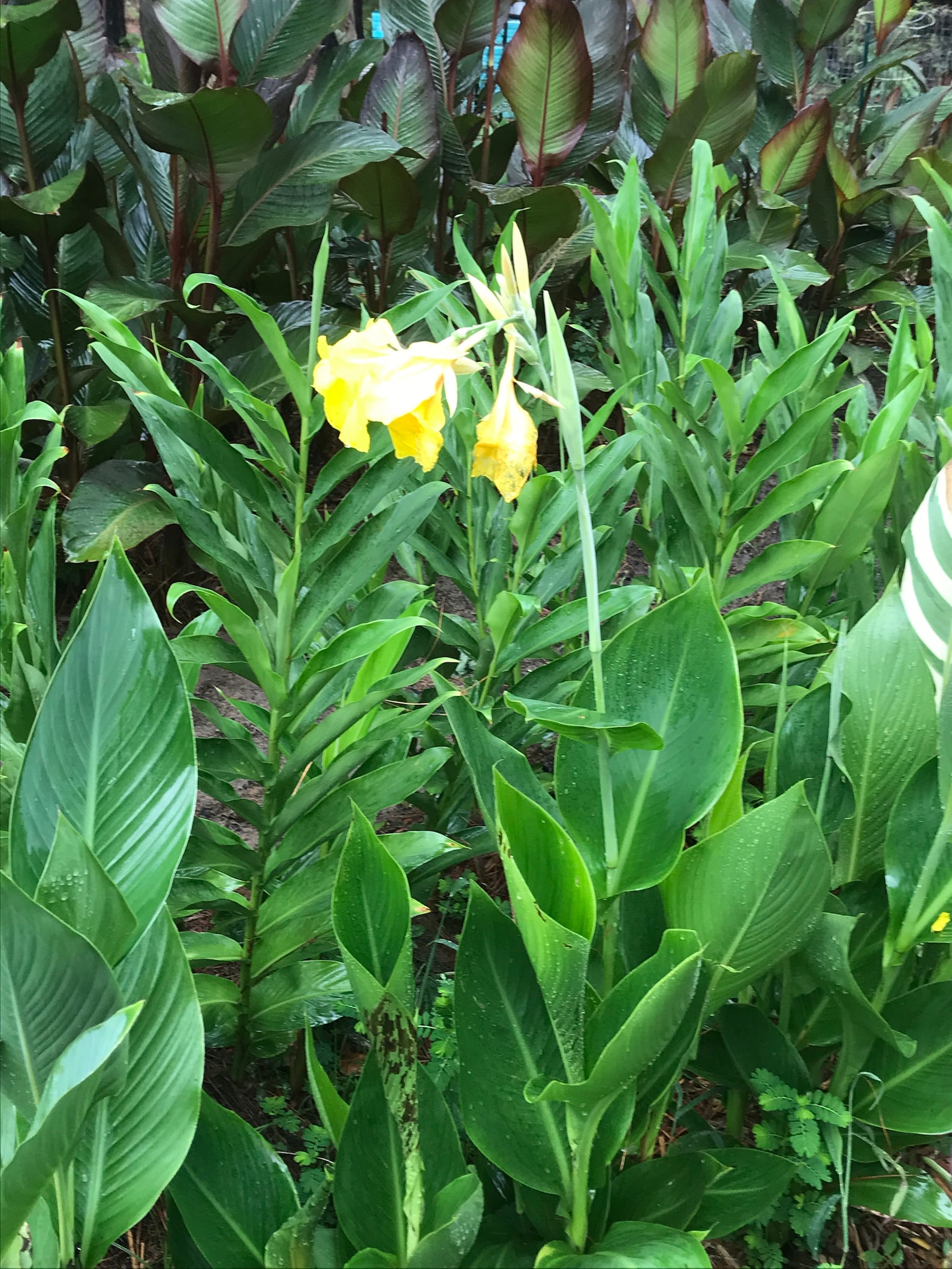3 Count Yellow Canna Lily Bulbs/rhizomes - Etsy