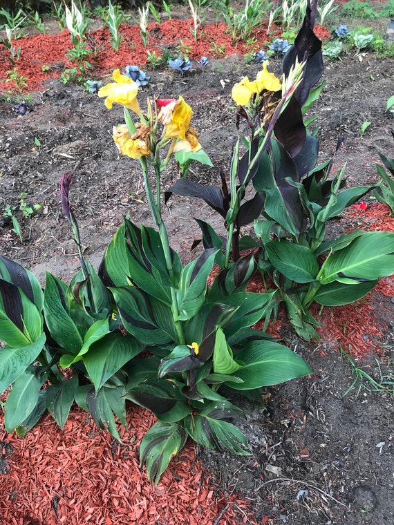 One Cleopatra Canna Lily Rhizome - Etsy