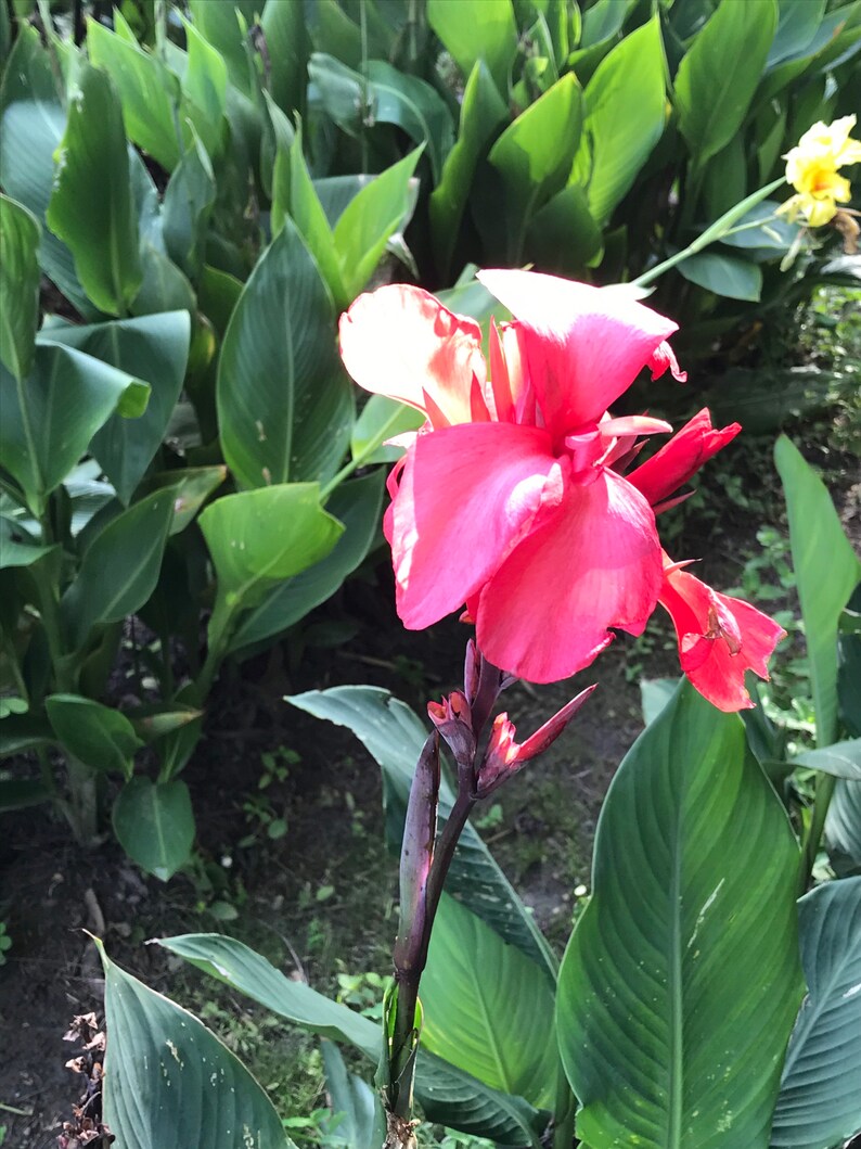 Cannova Rose Canna Lily Dark Pink in Color - Etsy