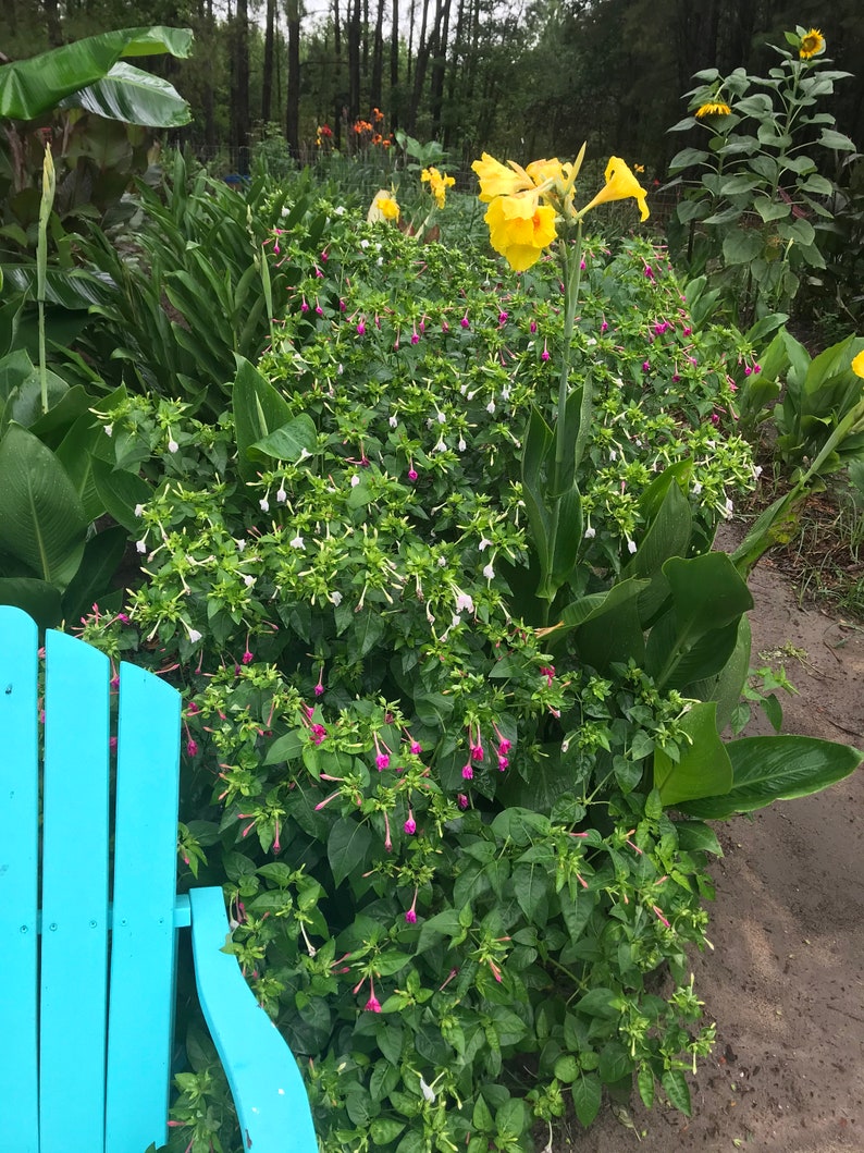 3 Bare Root 4oclock Tubers Mirabilis Jalapa Perennial Pink and White - Etsy