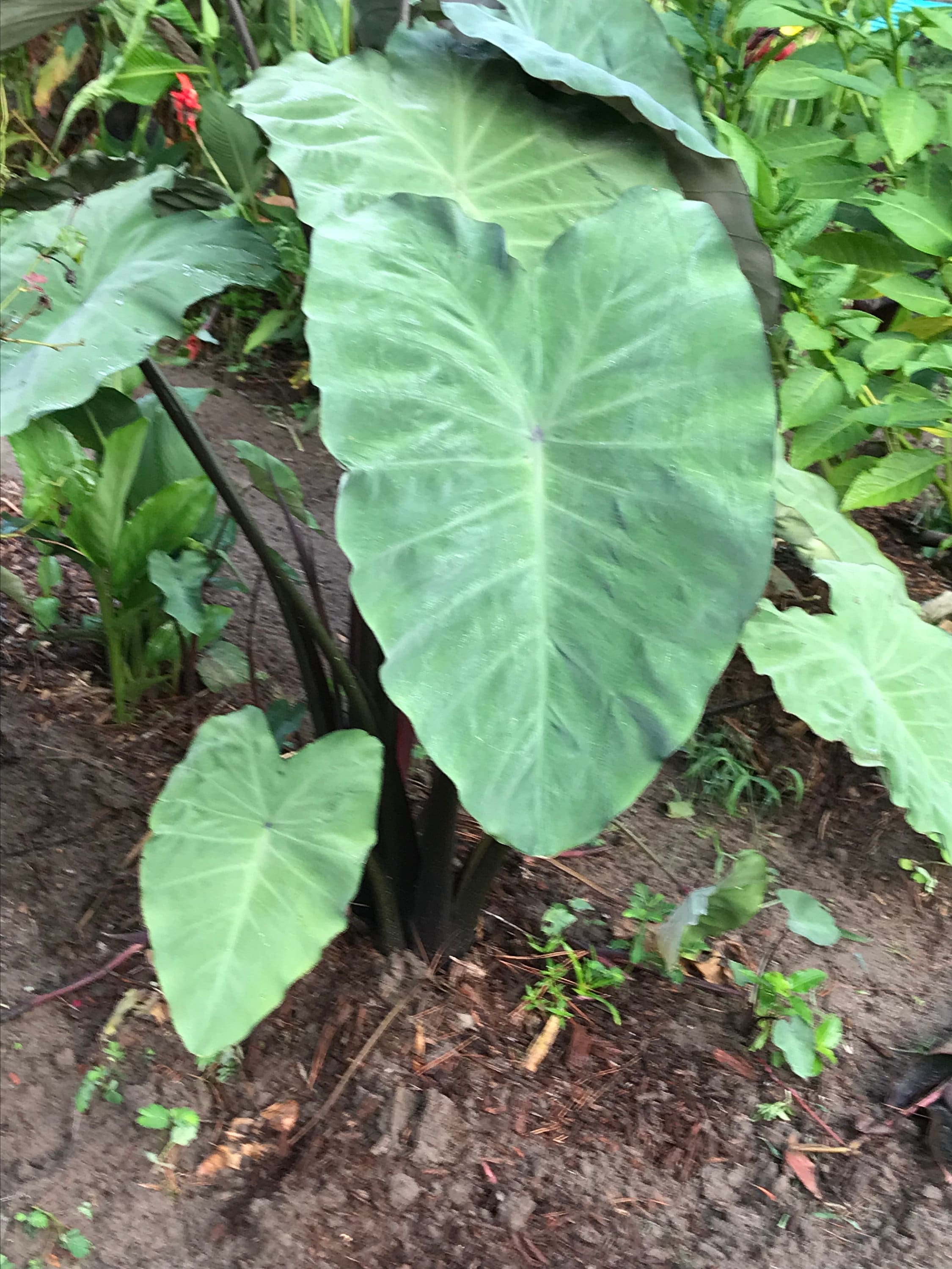 2 Fast Growing Black Running Elephant Elephant Ear Root/bulbs - Etsy