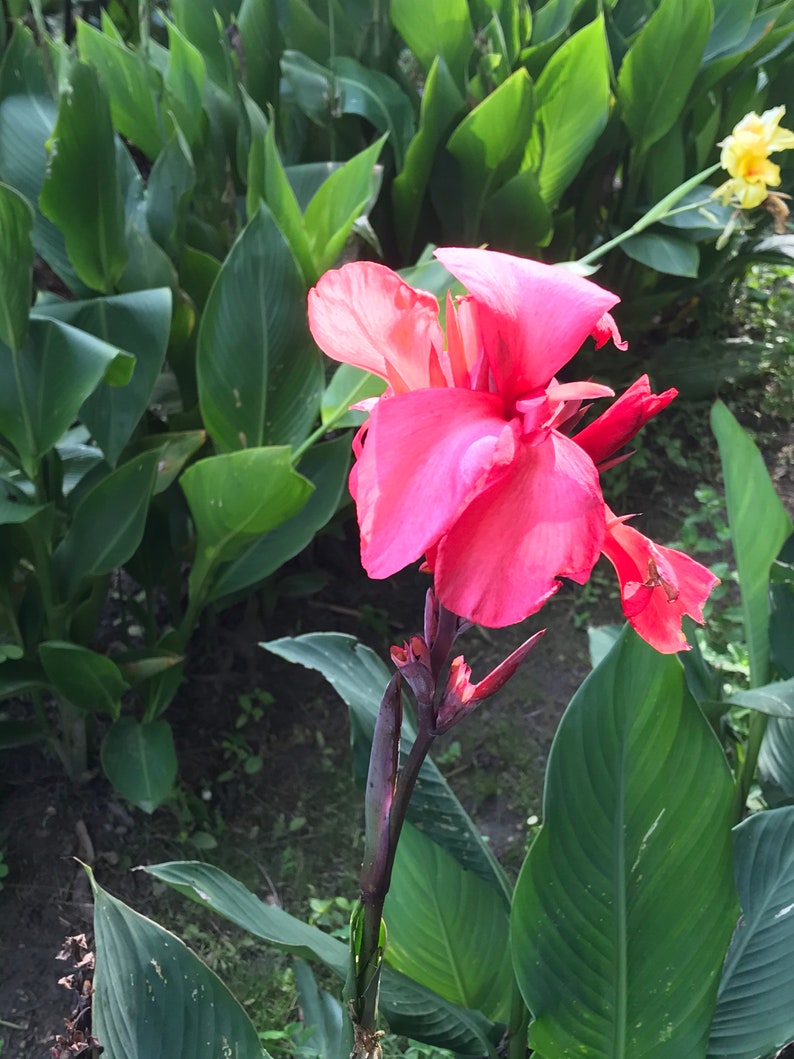 Cannova Rose Canna Lily Dark Pink in Color - Etsy