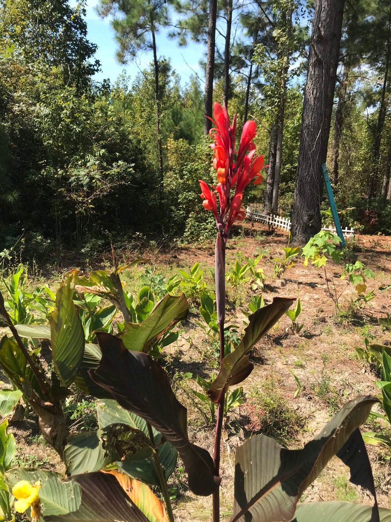 Tall Dark Red Canna Variegated Foliage Musafilia Canna - Etsy