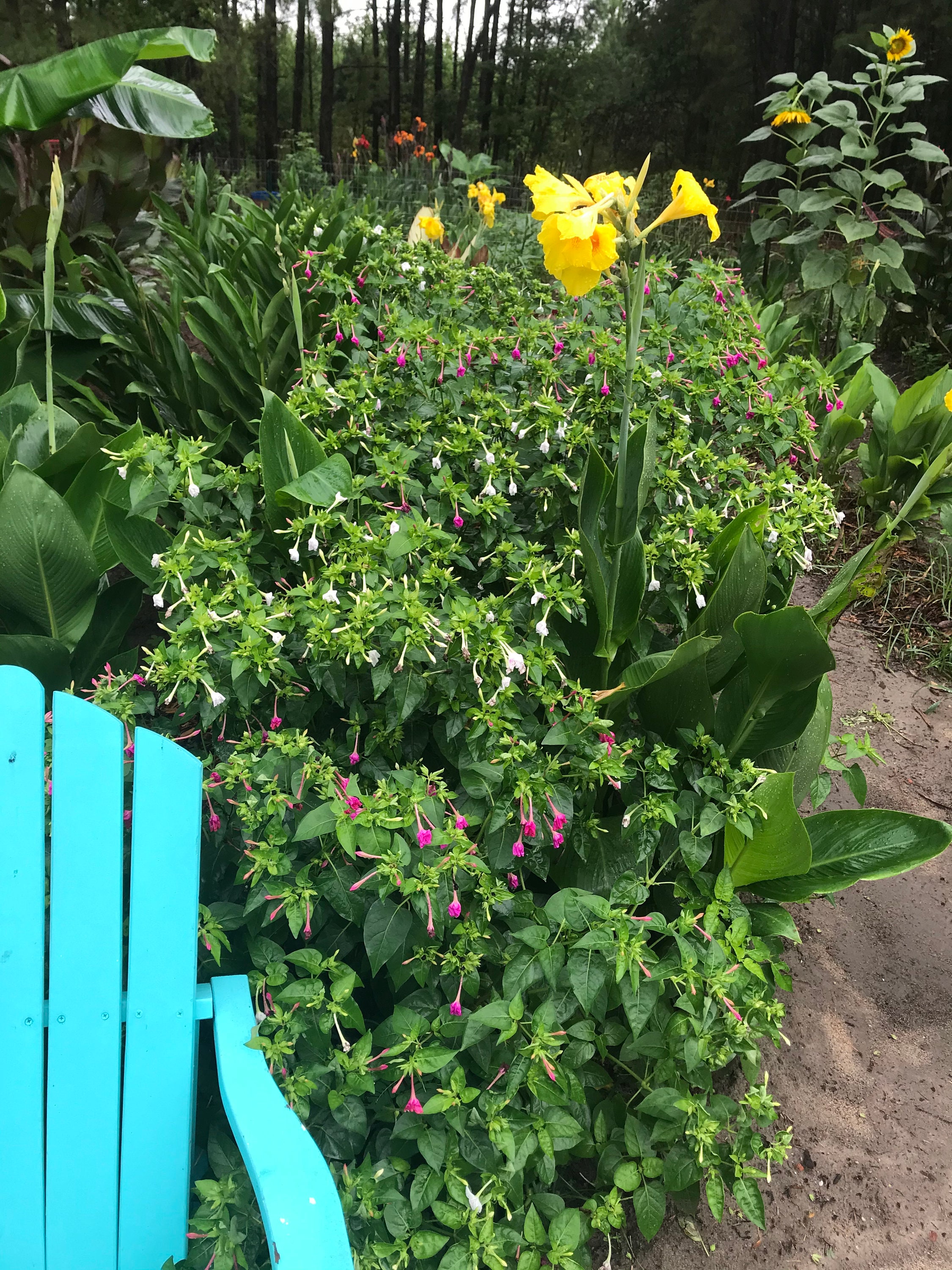 3 Bare Root 4’oclock Tubers Mirabilis Jalapa Perennial Pink and White ...