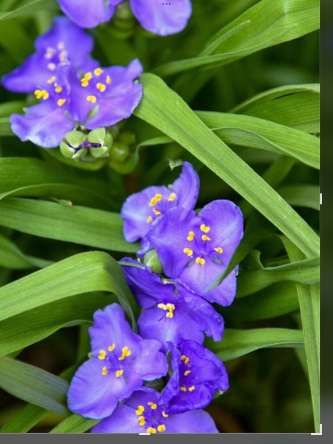 6 Mature Purple Spiderwort Root/rhizomes - Etsy