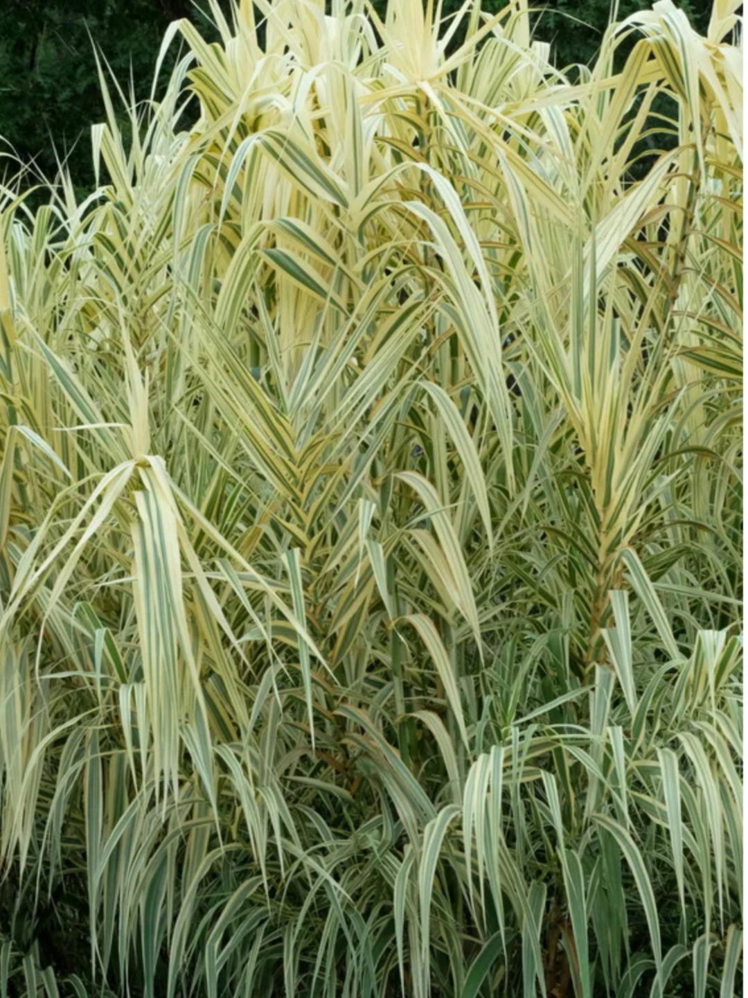 Tall Rare Giant Striped Reed Grass Rhizomes - Etsy