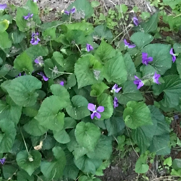 Wild Violet Seeds - Etsy