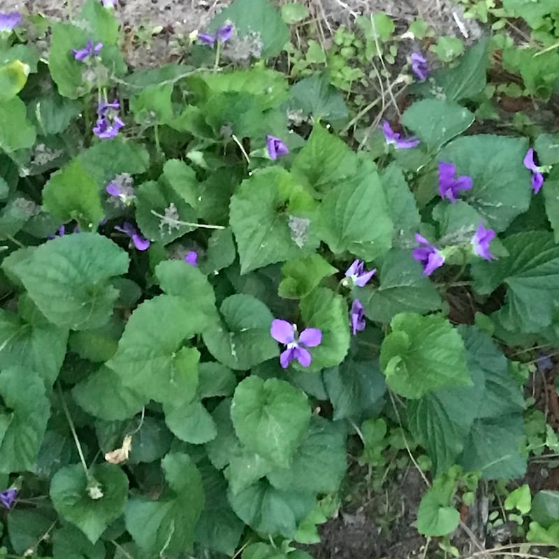 Wild Violet Seeds - Etsy