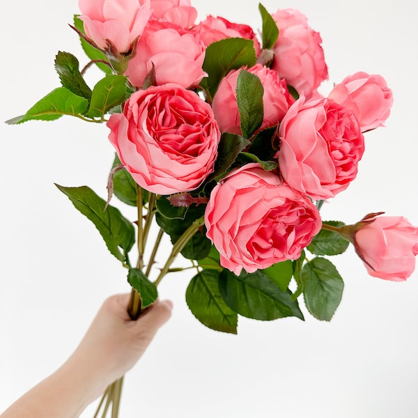 Pink Cabbage Rose - Etsy