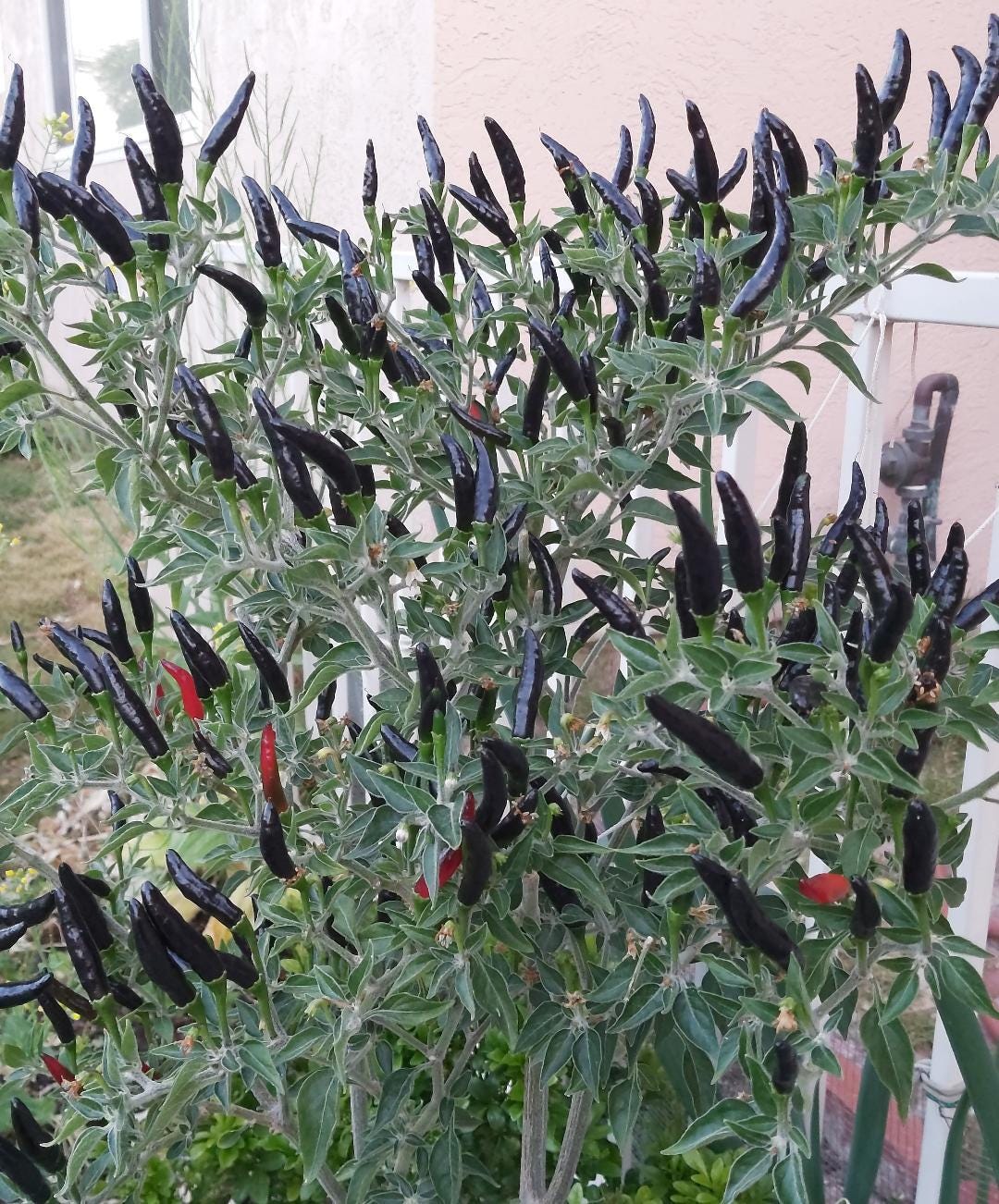 30+ Organic Fresh Rare Black Cobra Hot Chili Black Pepper Seeds, Free ...