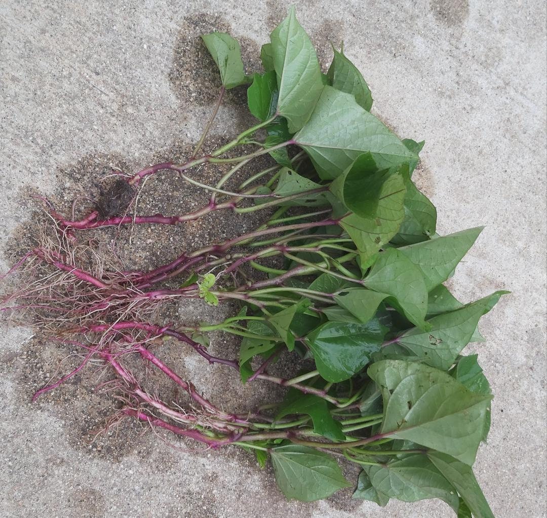 6 Rooted Molokai Purple Sweet Potato Slips With Priority Shipping - Etsy