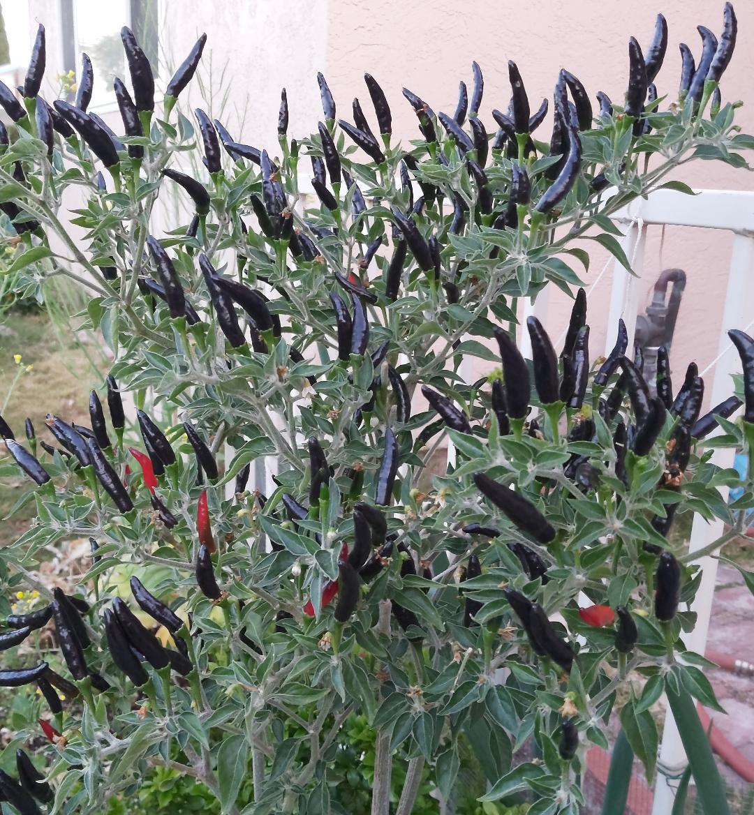 30+ Organic Fresh Rare Black Cobra Hot Chili Black Pepper Seeds, Free ...